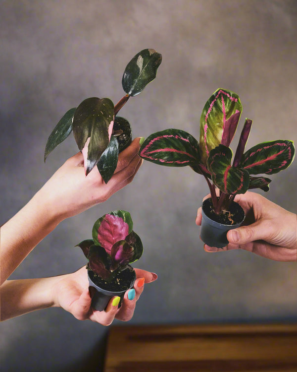 Philodendron ‘Pink Princess’ Tissue Culture Cup – PlantLabCultures